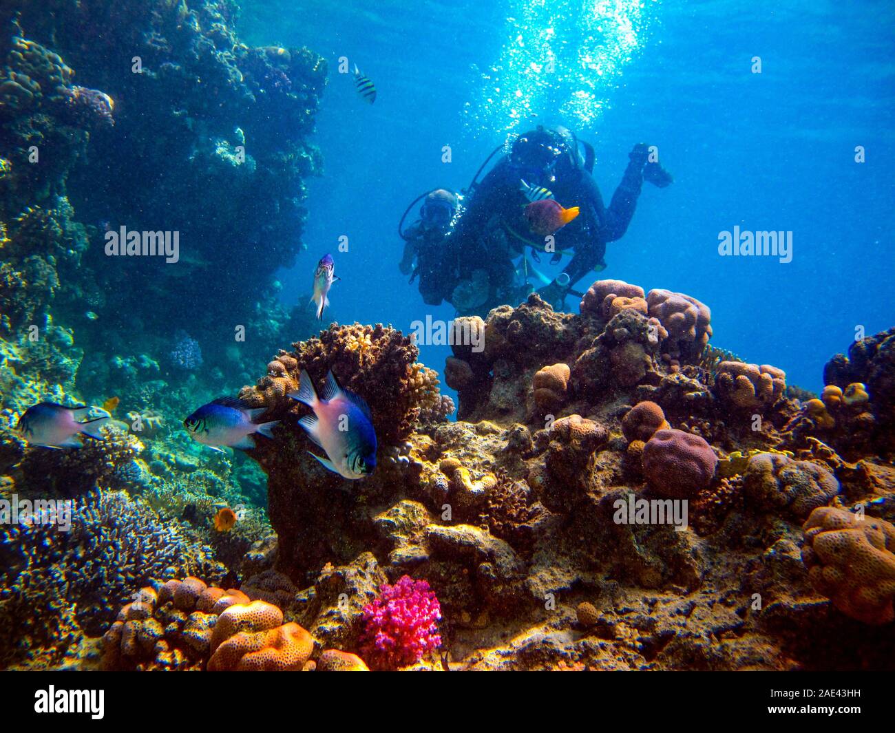 Man scuba diver and beautiful colorful coral reef underwater Stock ...