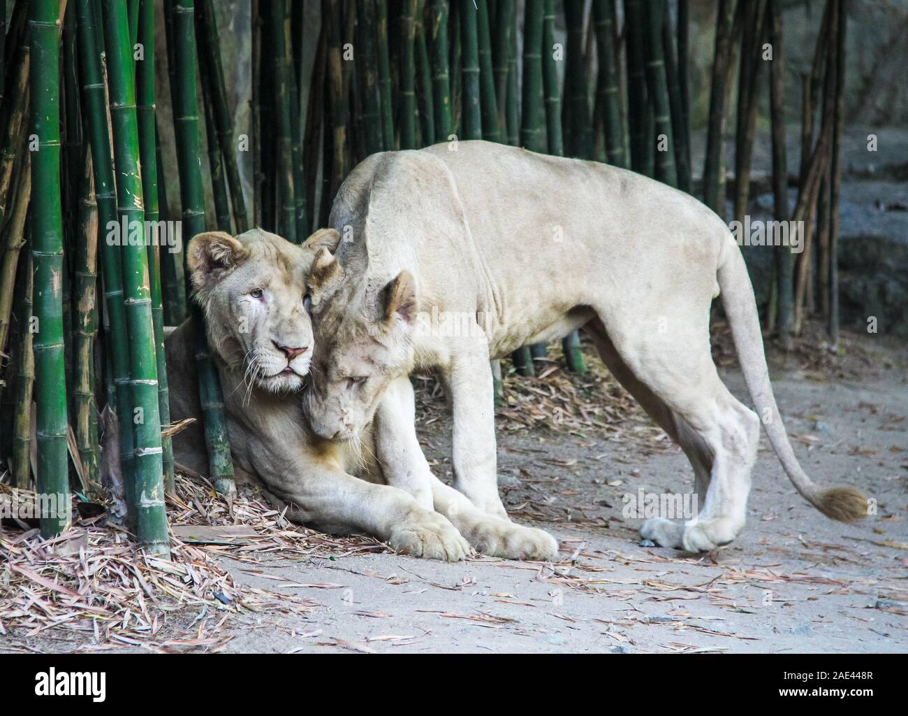 Two lions cuddle with each other near the bamboo trees Stock Photo - Alamy