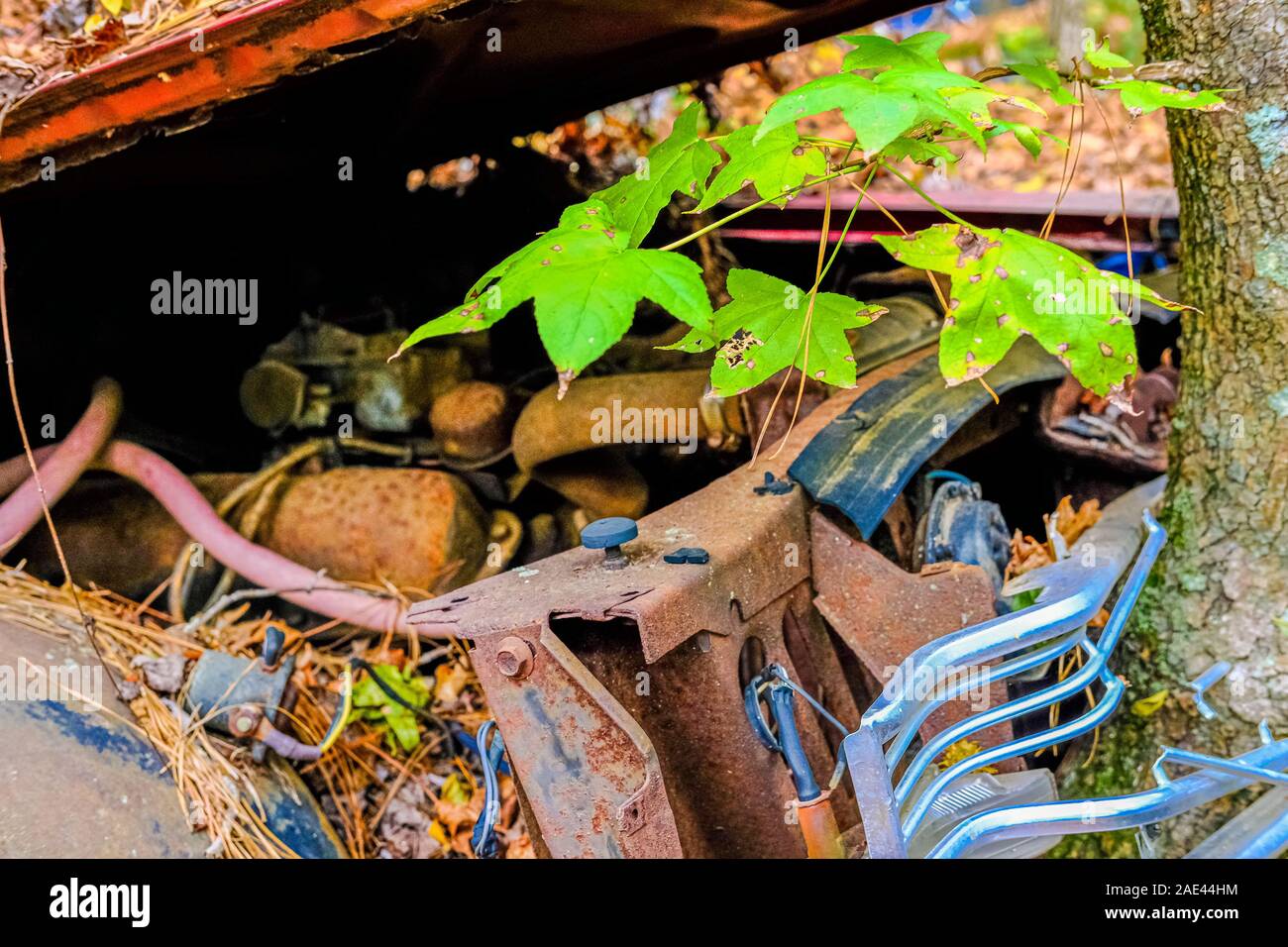 Tree Sprouting in Engine Stock Photo - Alamy
