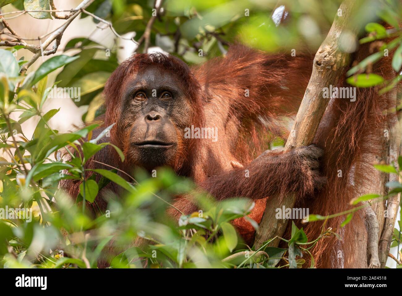 Orangutan in Lamandau Nature Reserve, a protected environment in ...
