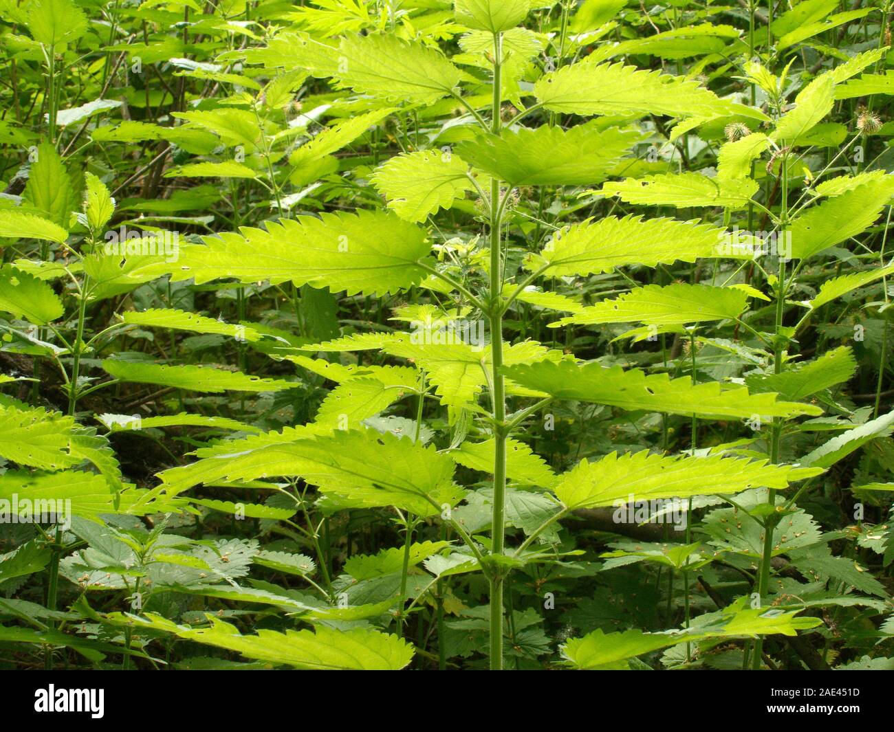 Dense nettles hi-res stock photography and images - Alamy
