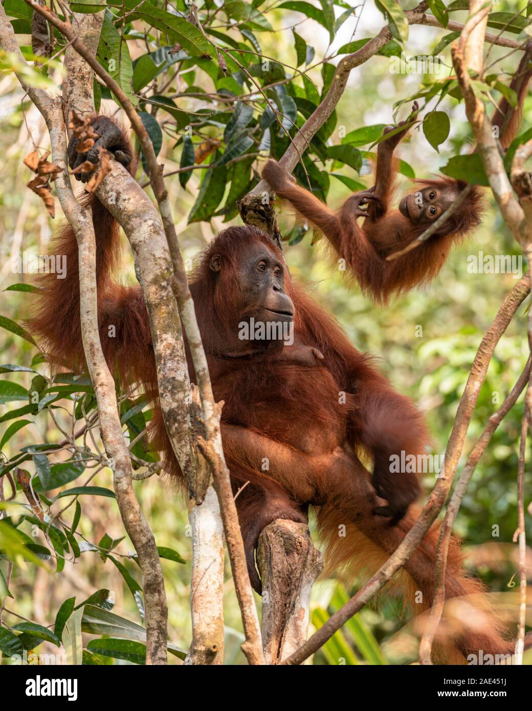 Mother and baby orangutan in Lamandau Nature Reserve, a protected ...