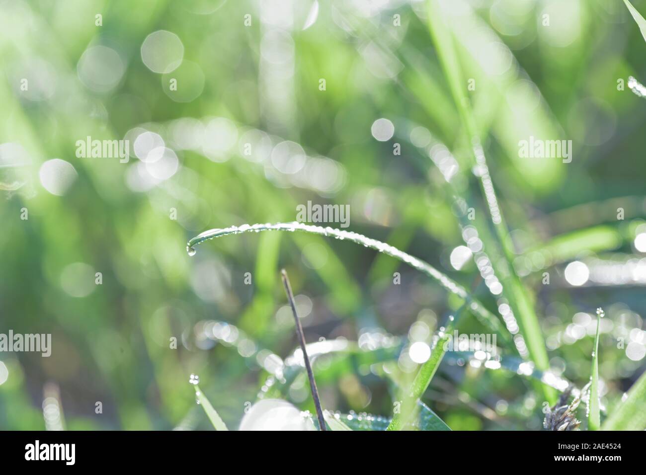 Drop on grass hi-res stock photography and images - Alamy