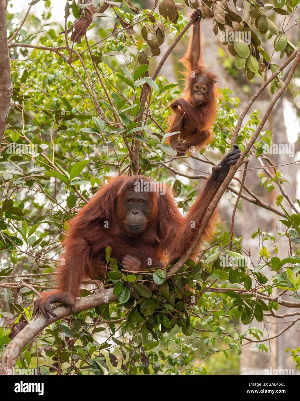 Mother and baby orangutan in Lamandau Nature Reserve, a protected ...
