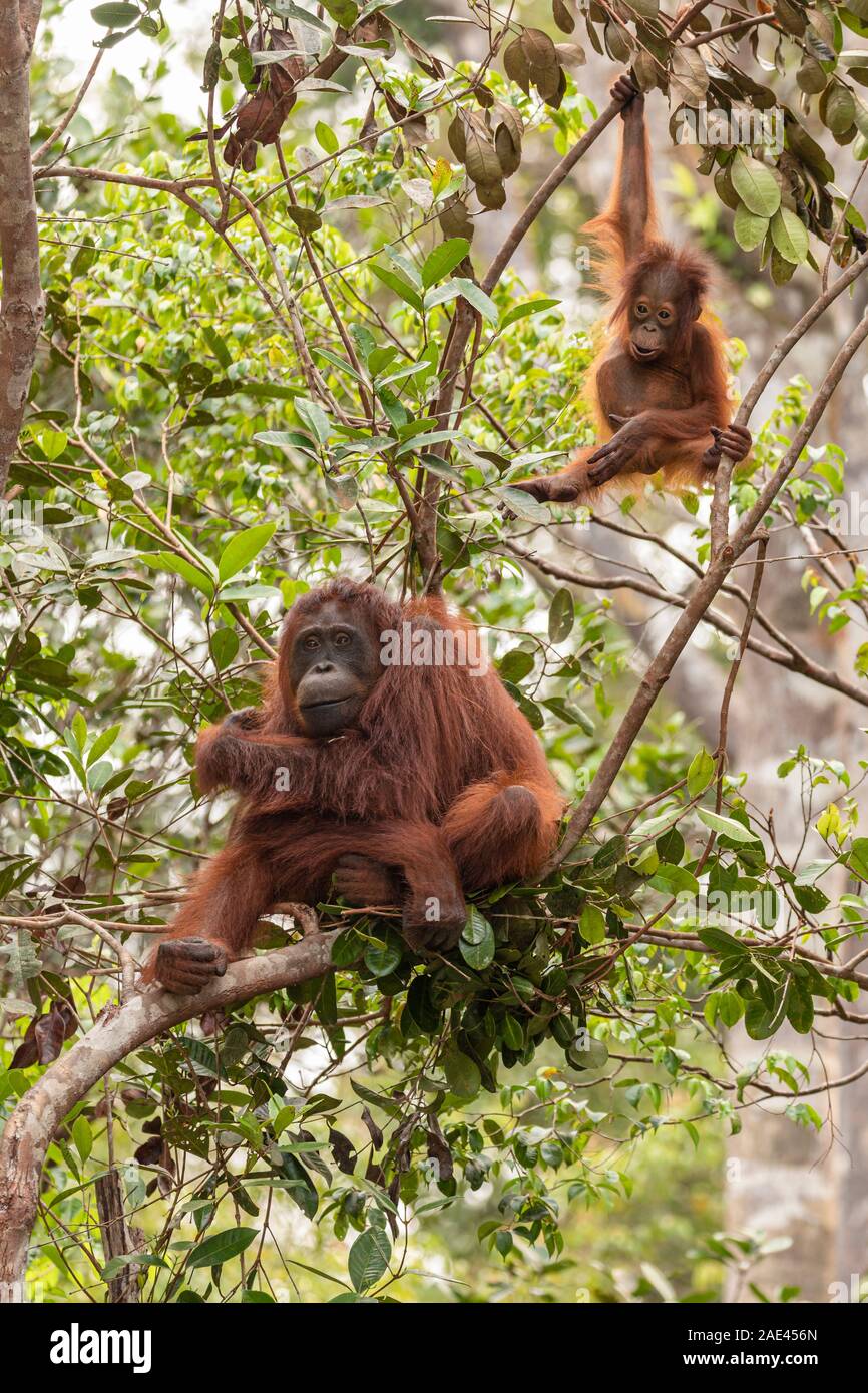 Mother and baby orangutan in Lamandau Nature Reserve, a protected ...