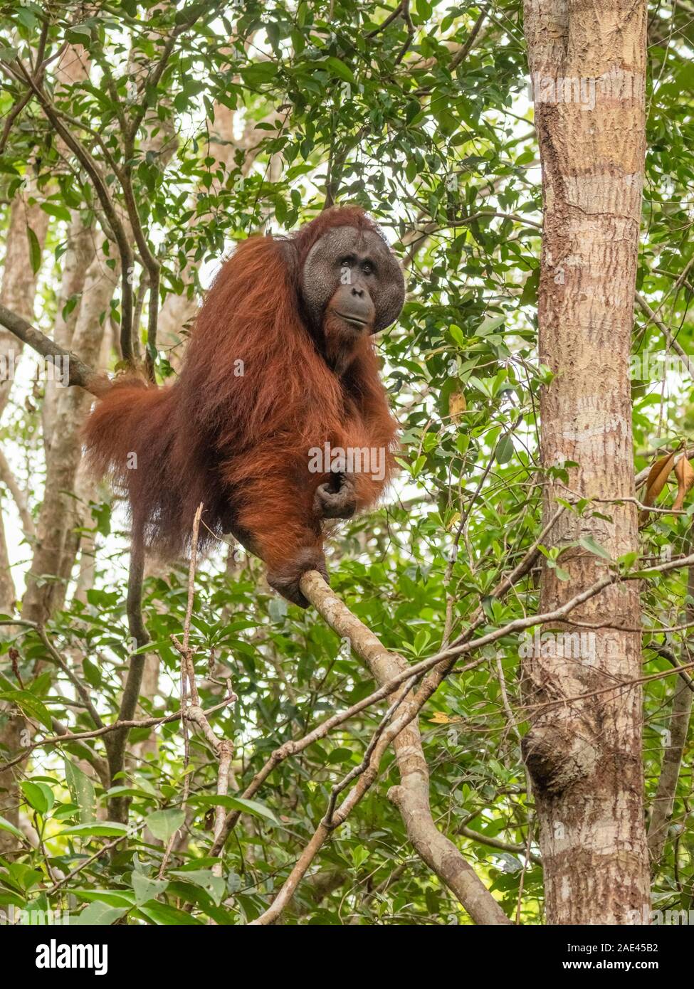 Orangutan in Tanjung Puting National Park a protected environment in ...