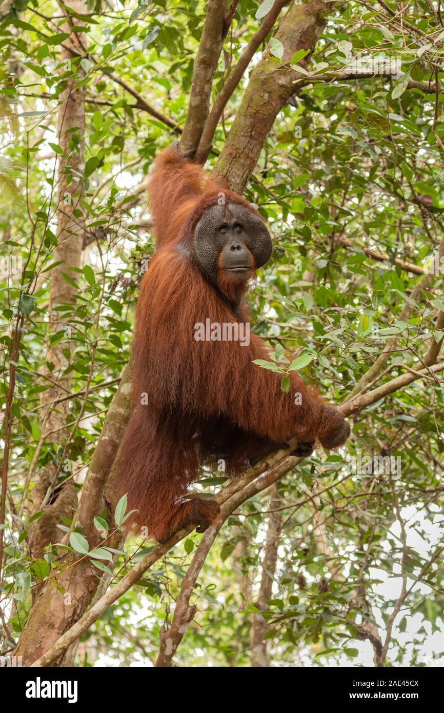 Orangutan in Tanjung Puting National Park a protected environment in ...