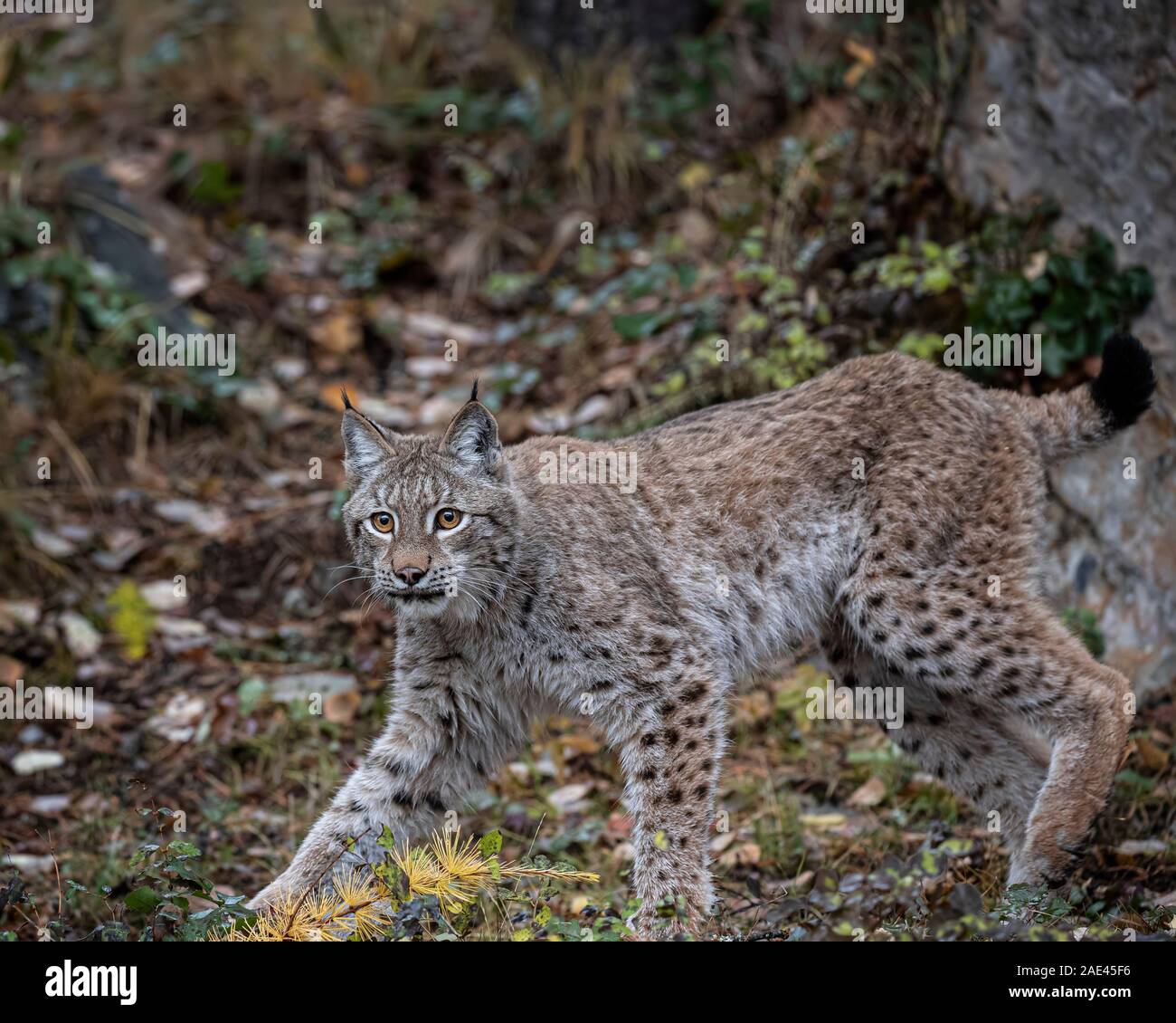 Siberian Lynx in Fall colors Stock Photo - Alamy