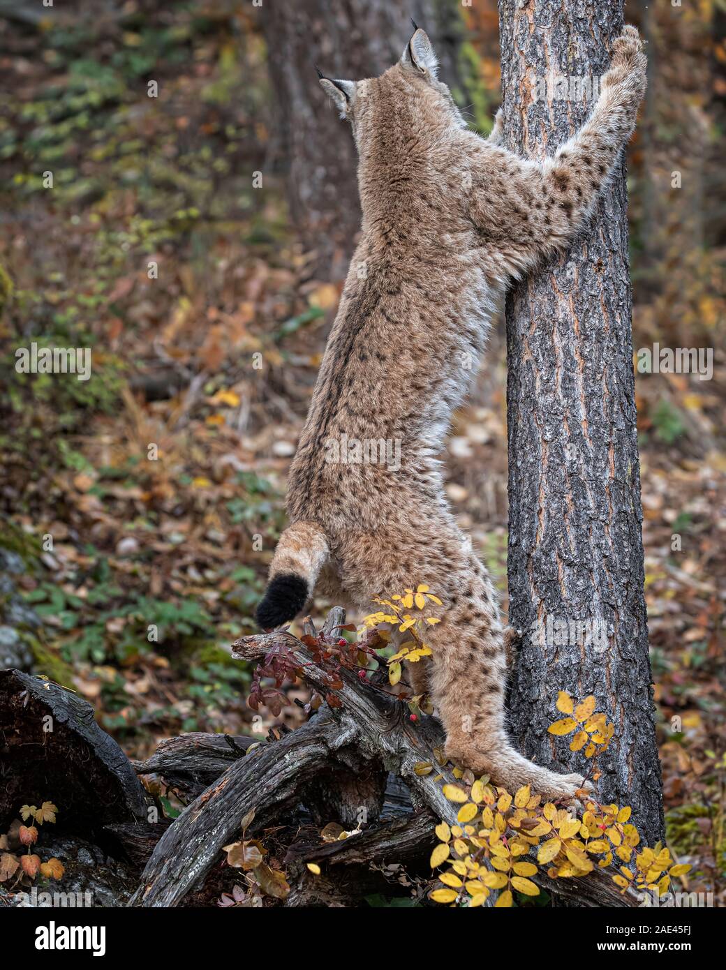 Siberian Lynx in Fall colors Stock Photo - Alamy