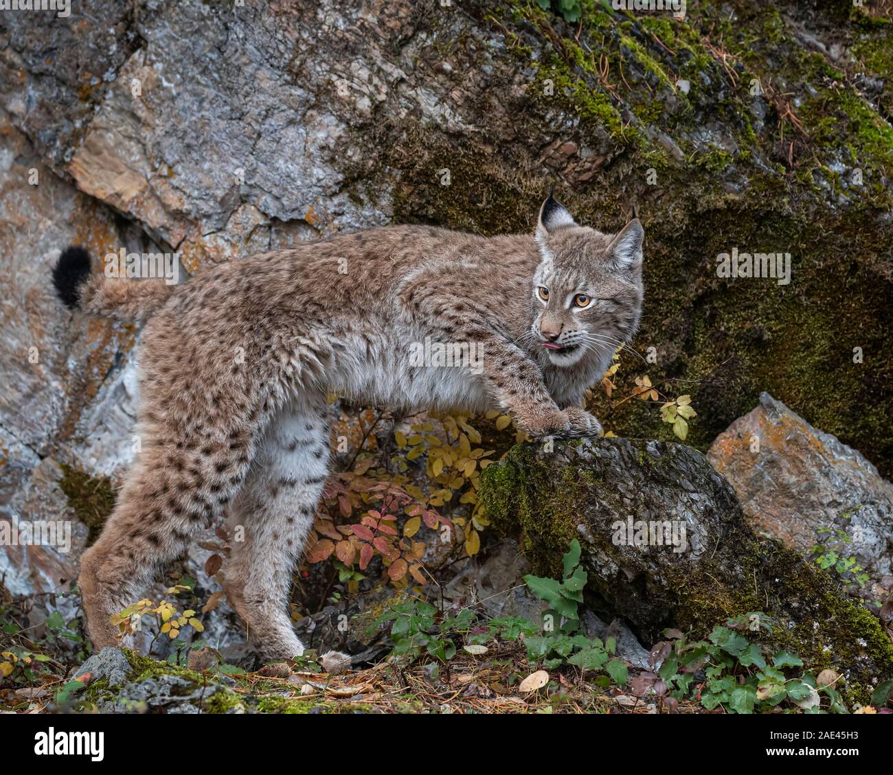 Siberian Lynx in Fall colors Stock Photo - Alamy