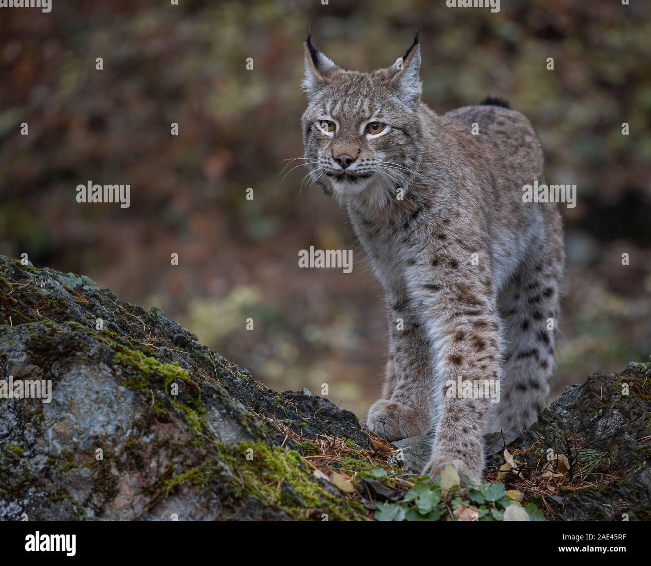Siberian Lynx in Fall colors Stock Photo - Alamy