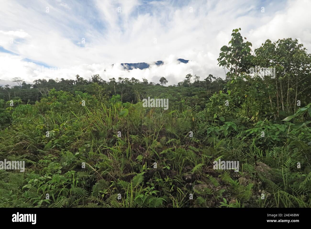 low cloud over the mountains Tabubil, Papua New Guinea July Stock Photo ...