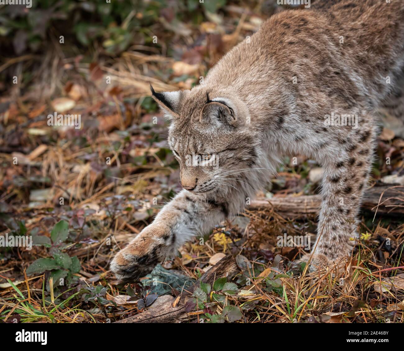 Lynx mountain lion hi-res stock photography and images - Alamy