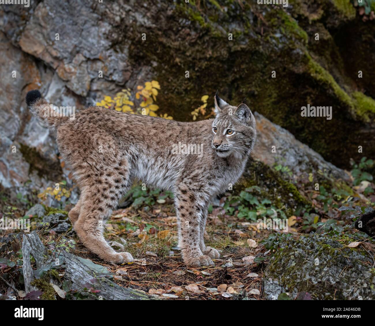 Captive siberian lynx hi-res stock photography and images - Alamy