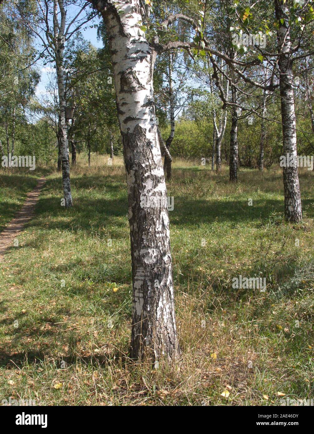 Summer nature landscape with birches Stock Photo - Alamy