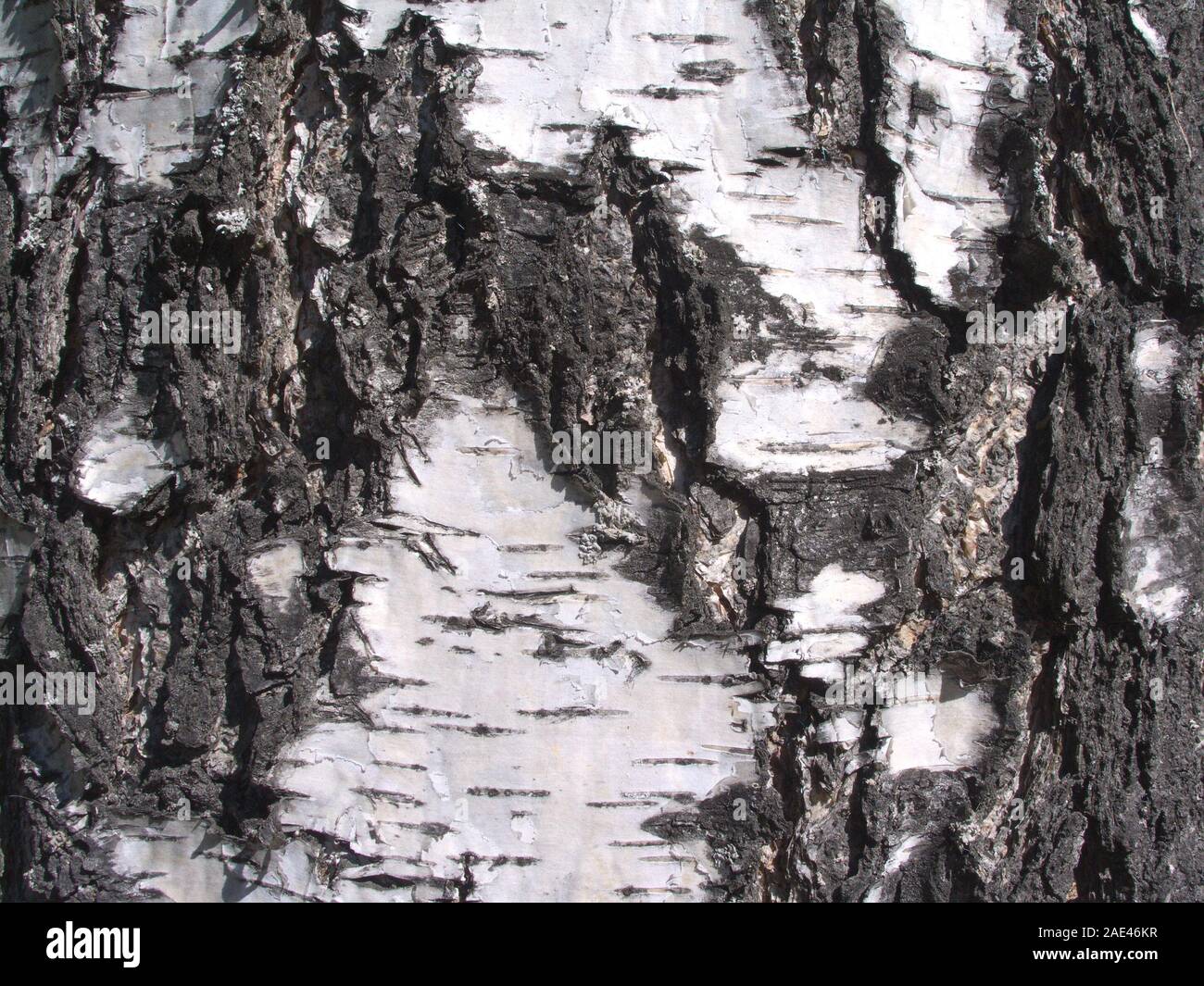 Black and white birch bark closeup Stock Photo - Alamy