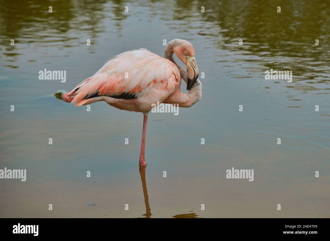 Flamingo fishing, Isla Isabela, Galapagos Islands, Ecuador Stock Photo ...