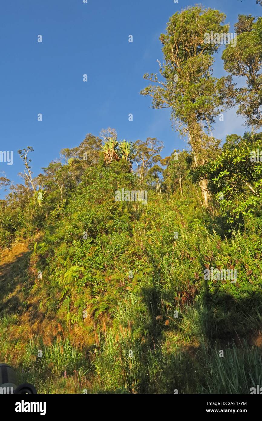 rainforest growing on ridge in mountains Wapenamanda, Papua New Guinea ...