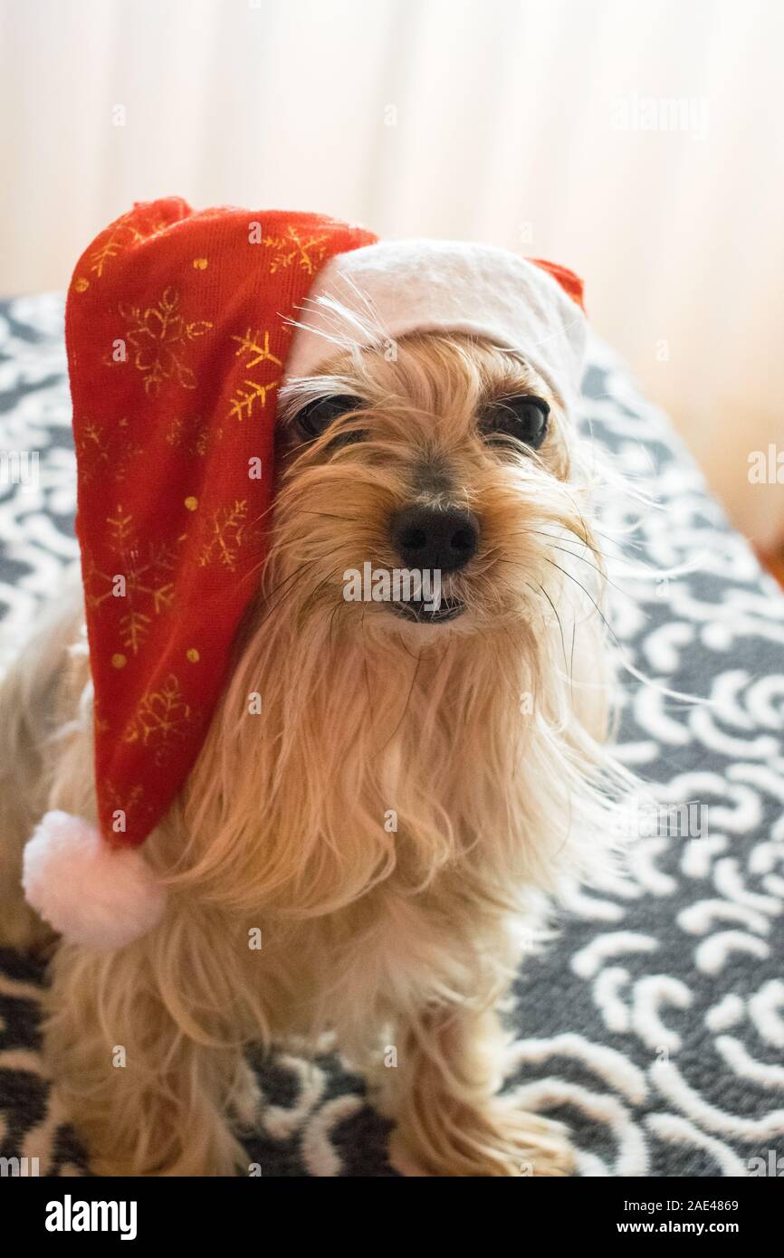 Yokshire terrier hi-res stock photography and images - Alamy