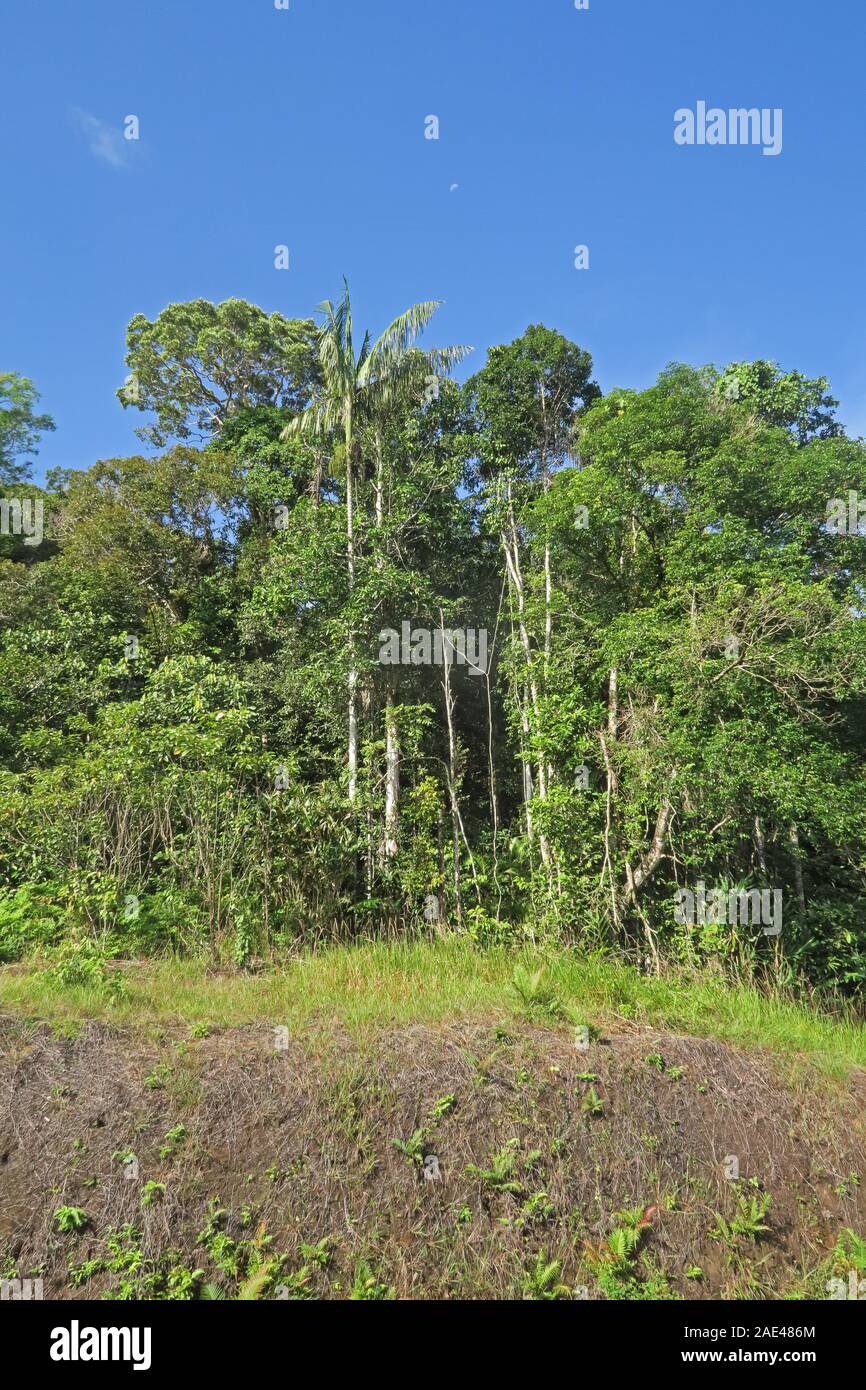 rainforest on top of cleared ridge Kiunga, Papua New Guinea July Stock ...