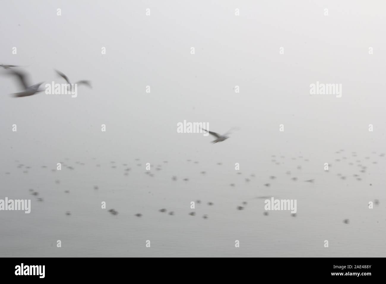 Walk in november fog Stock Photo - Alamy