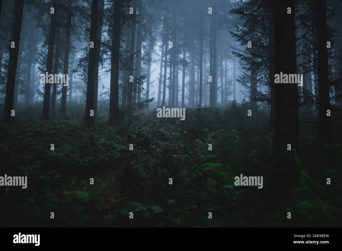 Forest at Dusk Stock Photo - Alamy