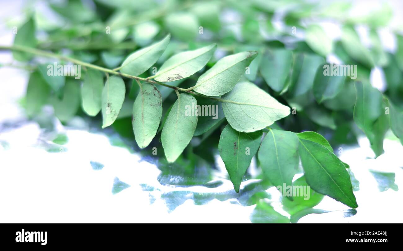 Green curry or Sweet neem leaves on white background Stock Photo - Alamy