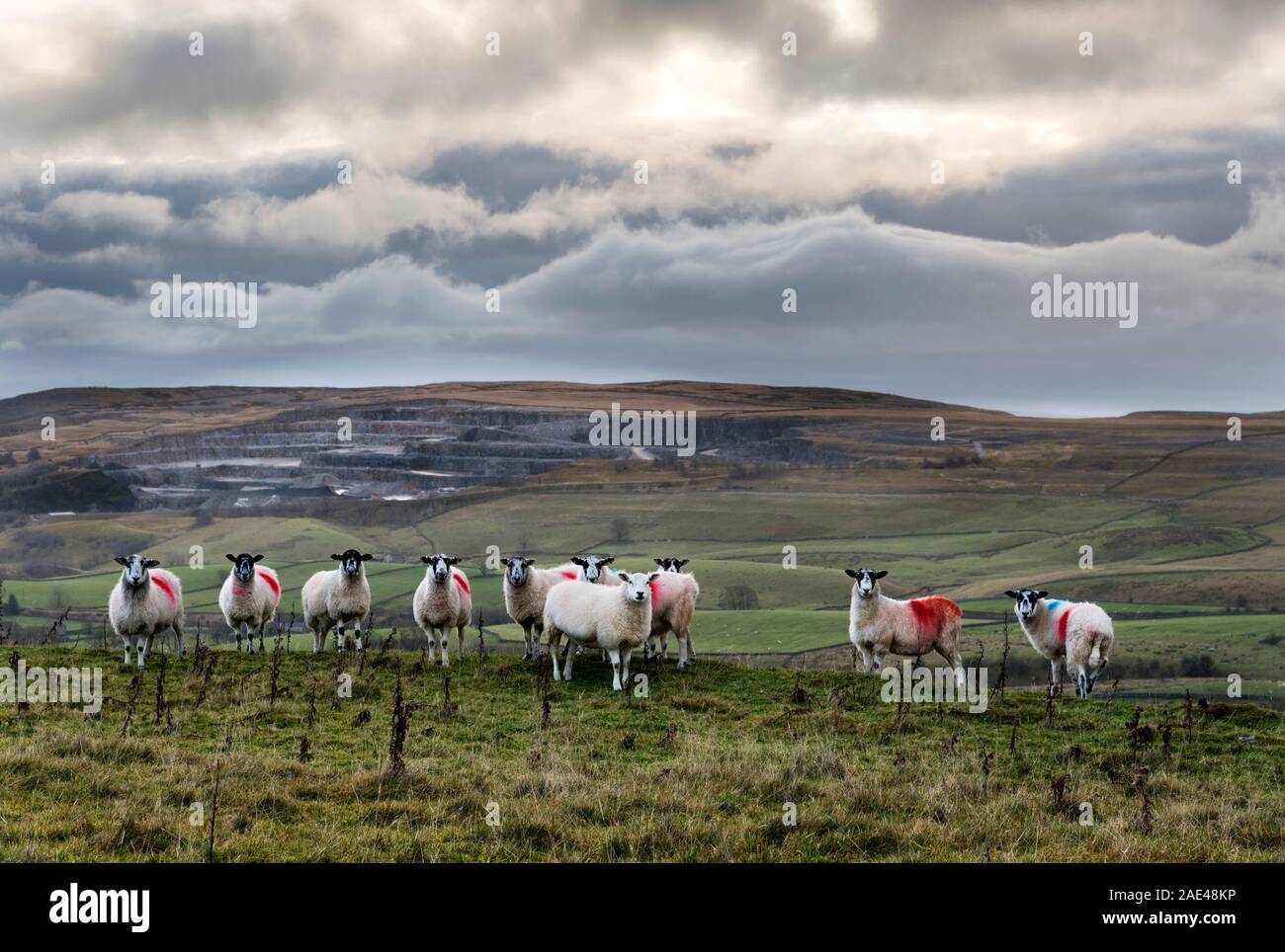 Ram with ewes breeding season hi-res stock photography and images - Alamy