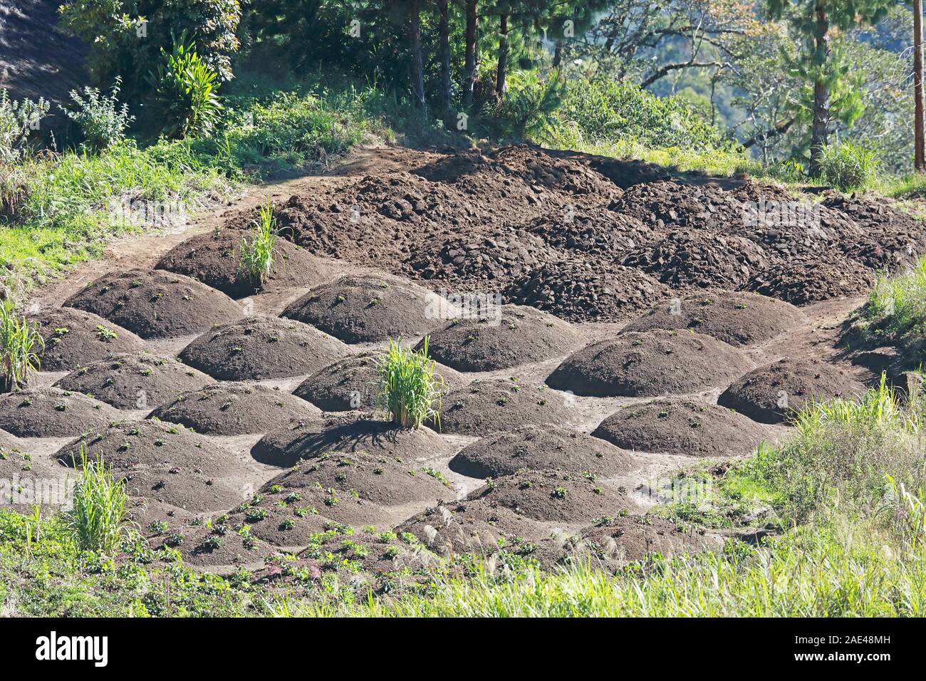 traditional raised beds for root crops Wapenamanda, Papua New Guinea ...