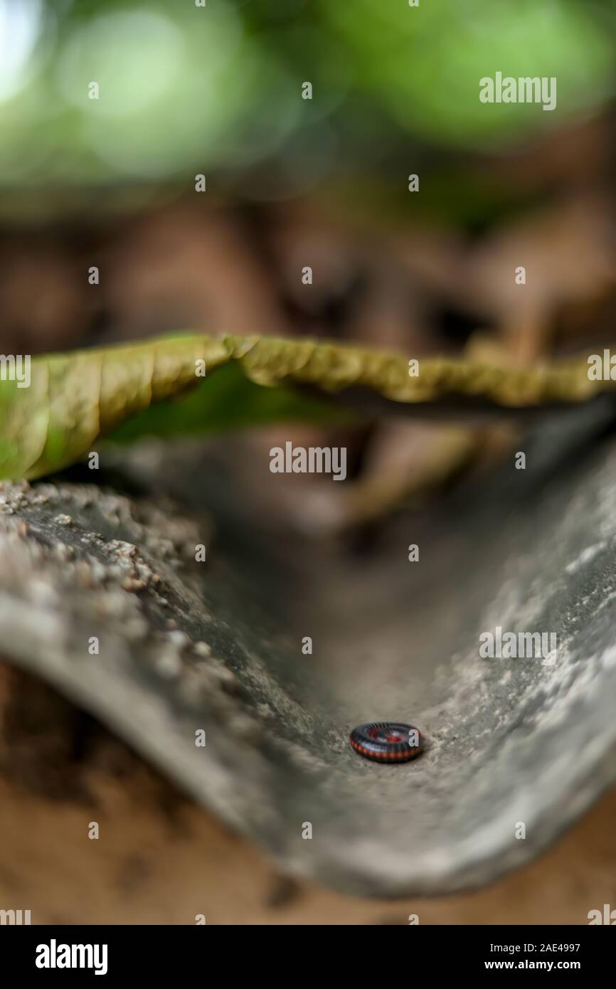 Millipedes sleep hi-res stock photography and images - Alamy