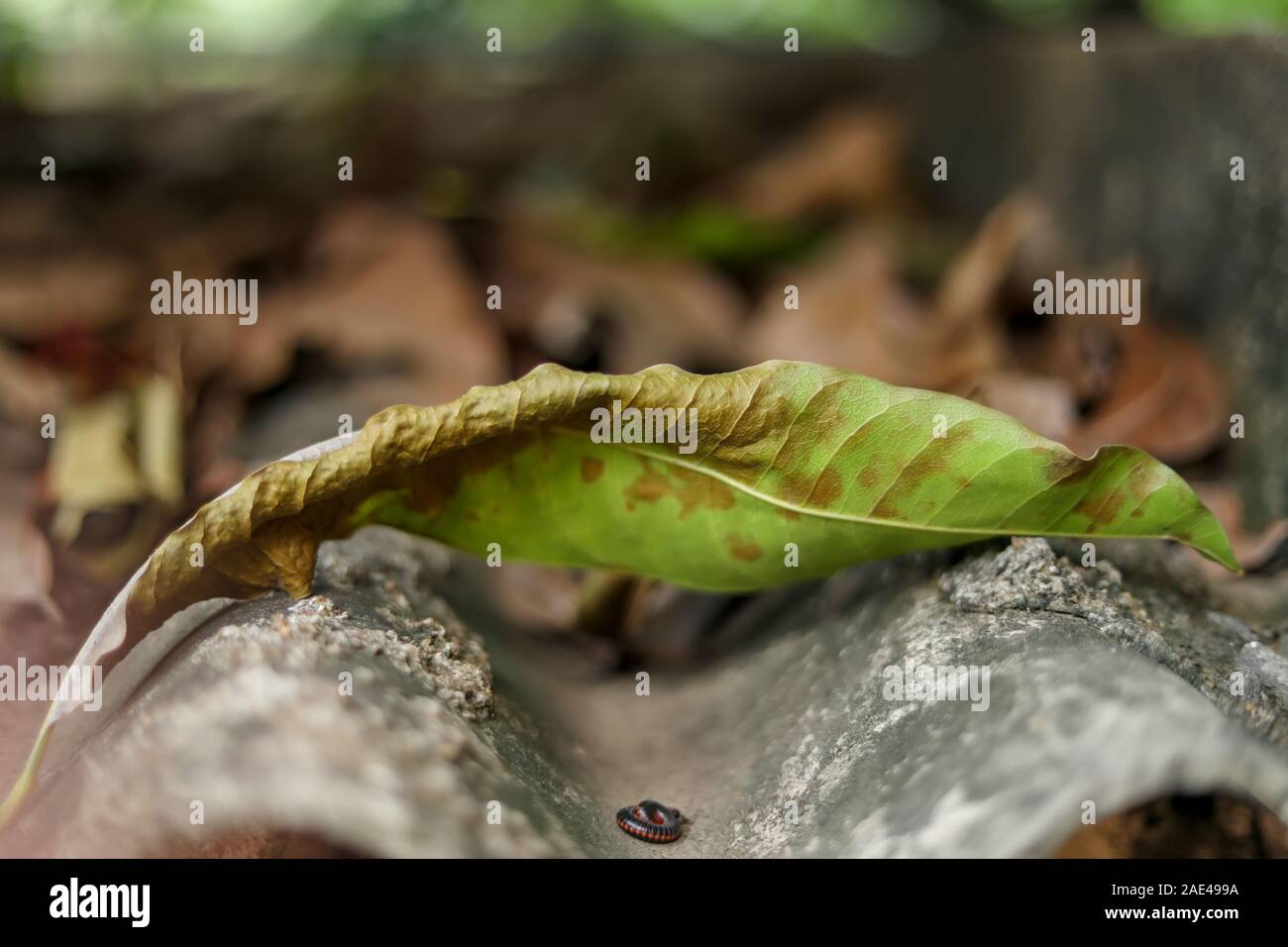 Millipedes sleep hi-res stock photography and images - Alamy