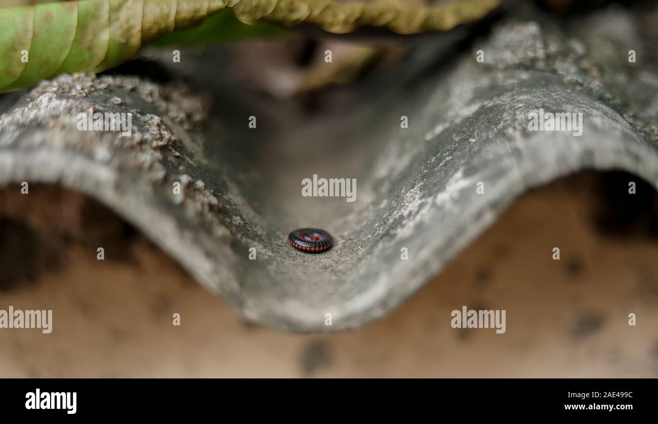 Millipedes sleep hi-res stock photography and images - Alamy