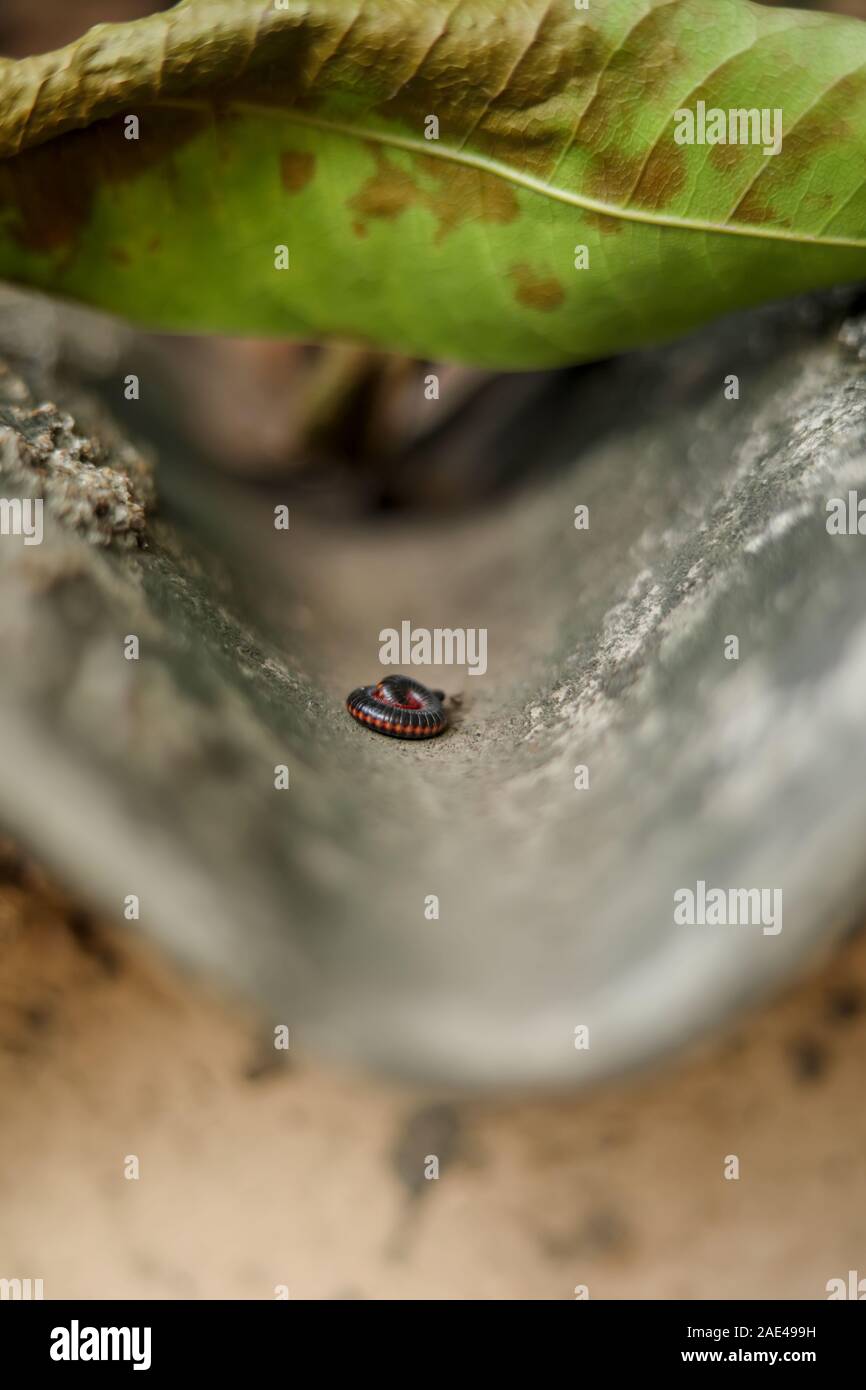 Millipedes sleep hi-res stock photography and images - Alamy