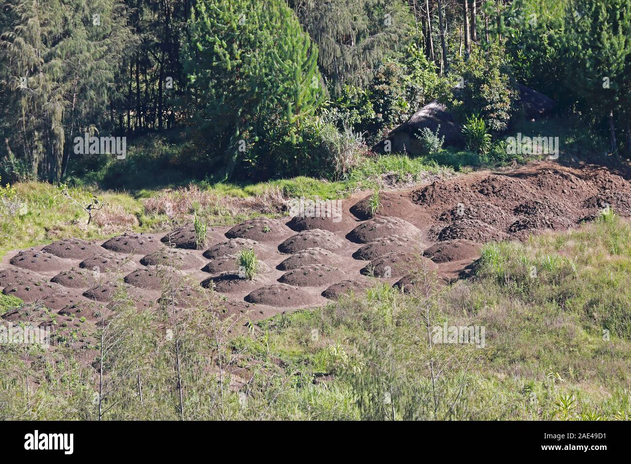 Root crops hi-res stock photography and images - Alamy