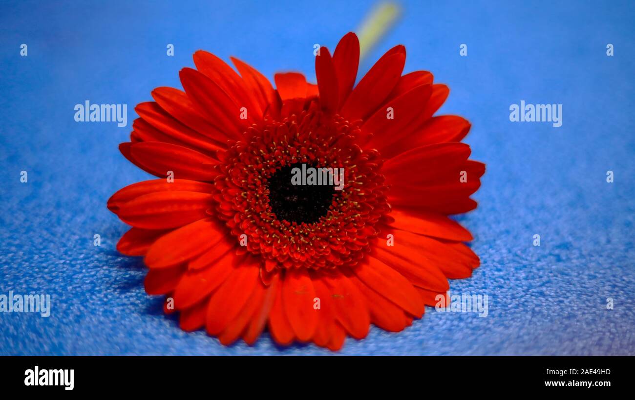 Dark red Gerbera head on the bright blue backgrounds Stock Photo - Alamy