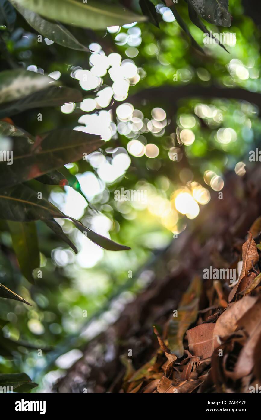 Mango Leaf Design High Resolution Stock Photography and Images - Alamy