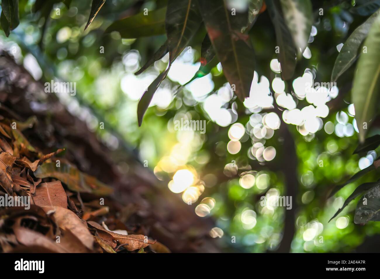 Landscape Mango High Resolution Stock Photography and Images - Alamy