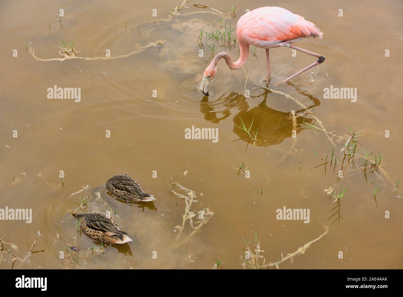 Flamingo and ducks fishing, Isla Isabela, Galapagos Islands, Ecuador ...