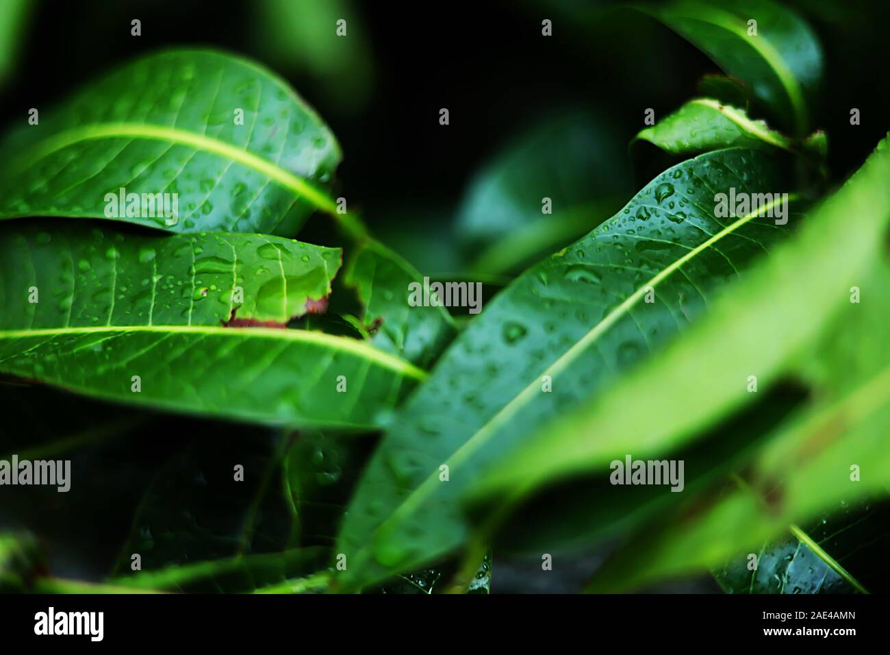 Drops of rain on the leaves of mango trees Stock Photo - Alamy
