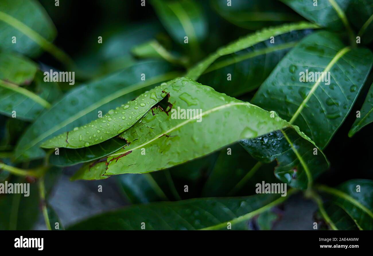 Drops of rain on the leaves of mango trees Stock Photo - Alamy