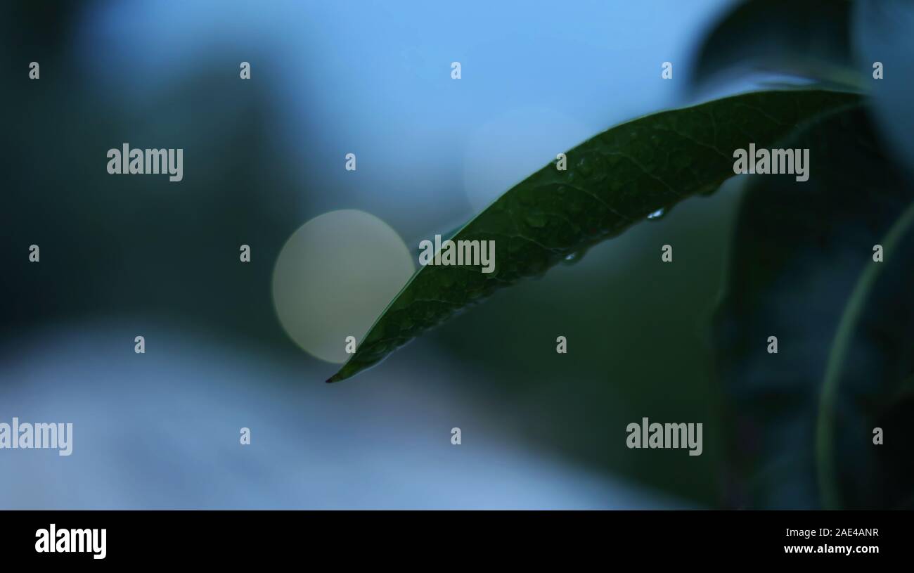 green leaf of mango with rain drop Stock Photo - Alamy