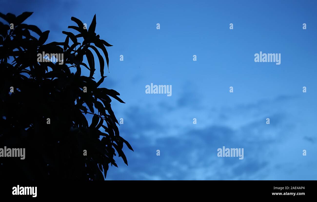 silhouette mango tree with Beautiful cloudy sunset Stock Photo - Alamy