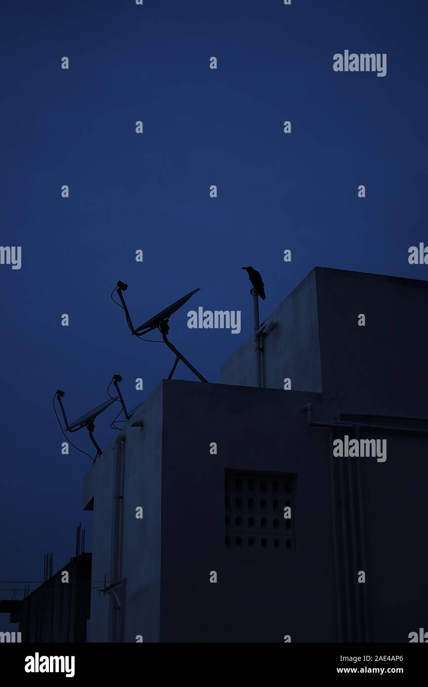 Crows on building roof hi-res stock photography and images - Alamy