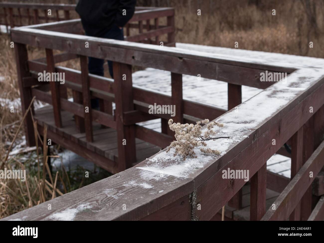 wooden railing with dry grass on a frozen pond in a city park Stock ...