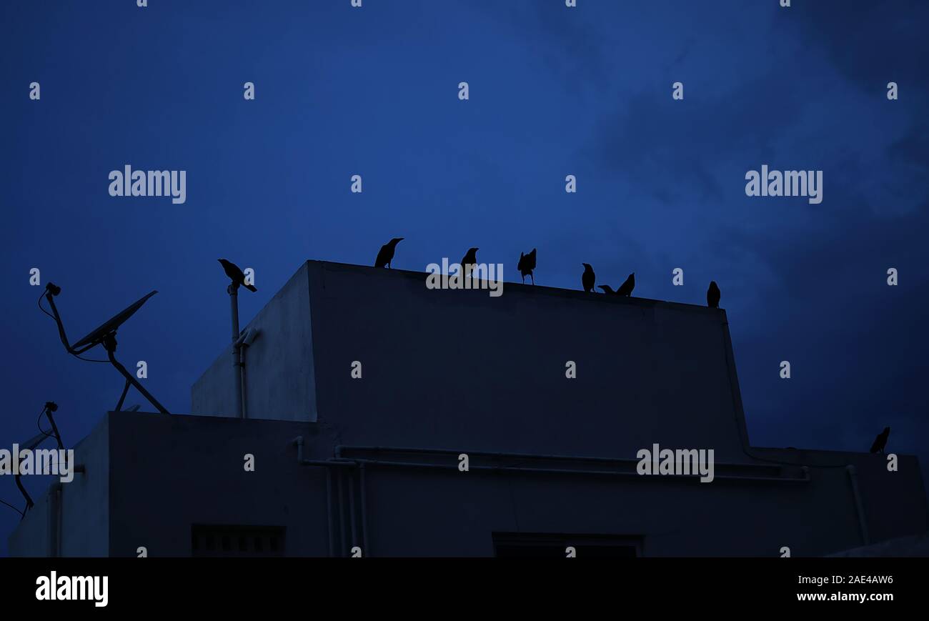 group crows sitting in a row on a roof. Birds on a roof Stock Photo - Alamy