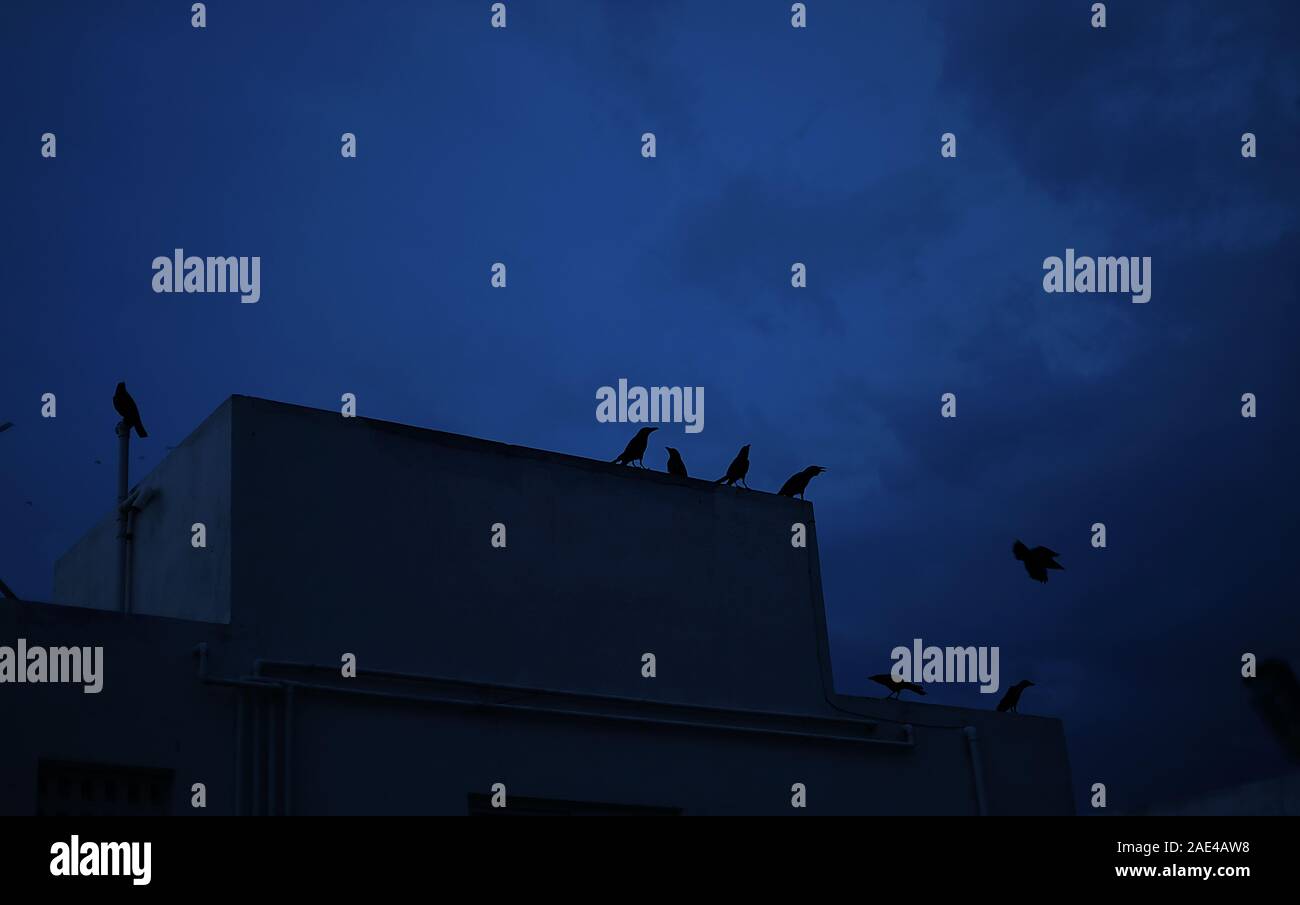 group crows sitting in a row on a roof. Birds on a roof Stock Photo - Alamy