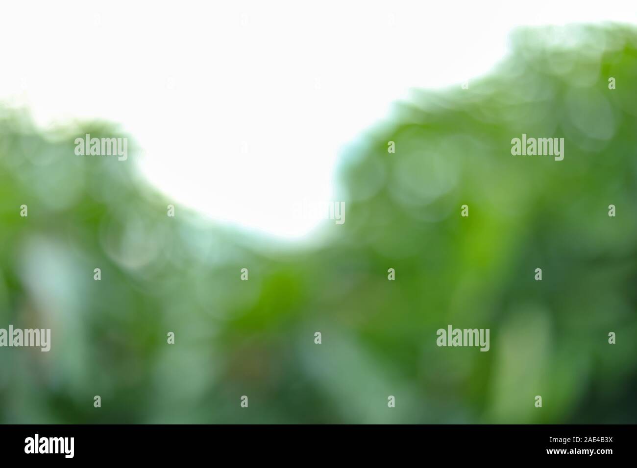 Mango tree and farm Blur backgrounds Stock Photo - Alamy