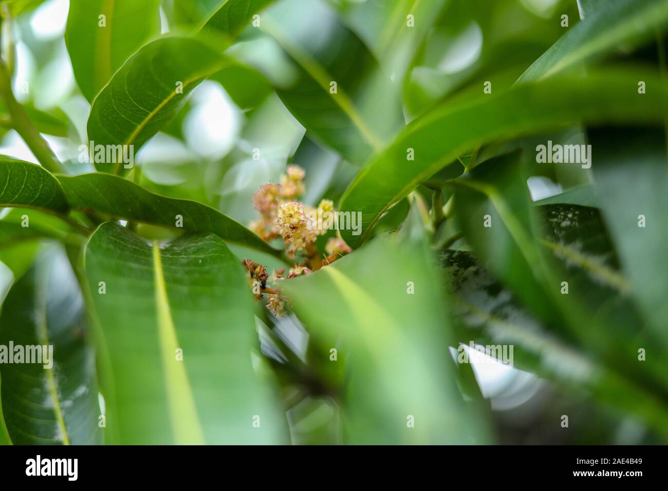 Mango tree in bloom mango hi-res stock photography and images - Alamy