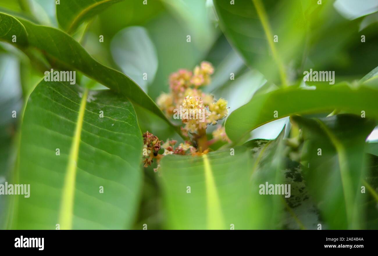 Heavily laden fruit trees hi-res stock photography and images - Alamy