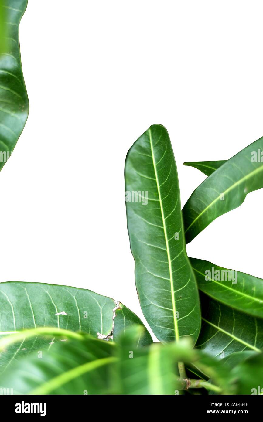 Mango leaves on white backgrounds Stock Photo - Alamy